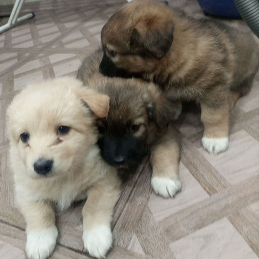 Щенок от частного владельца