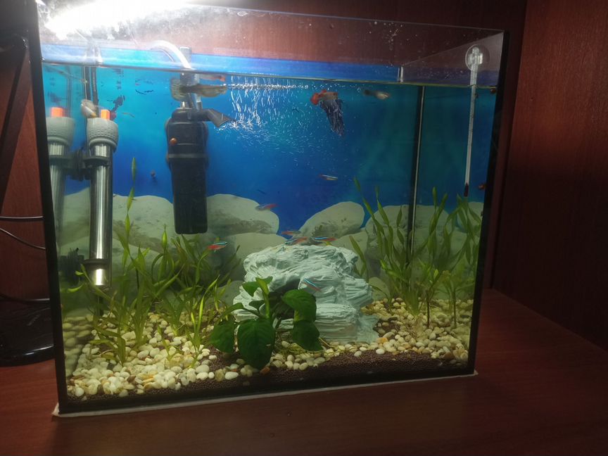 Аквариум с рыбками