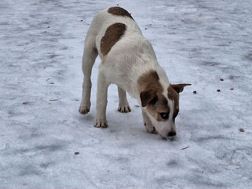 Щенок Ванесса в добрые руки