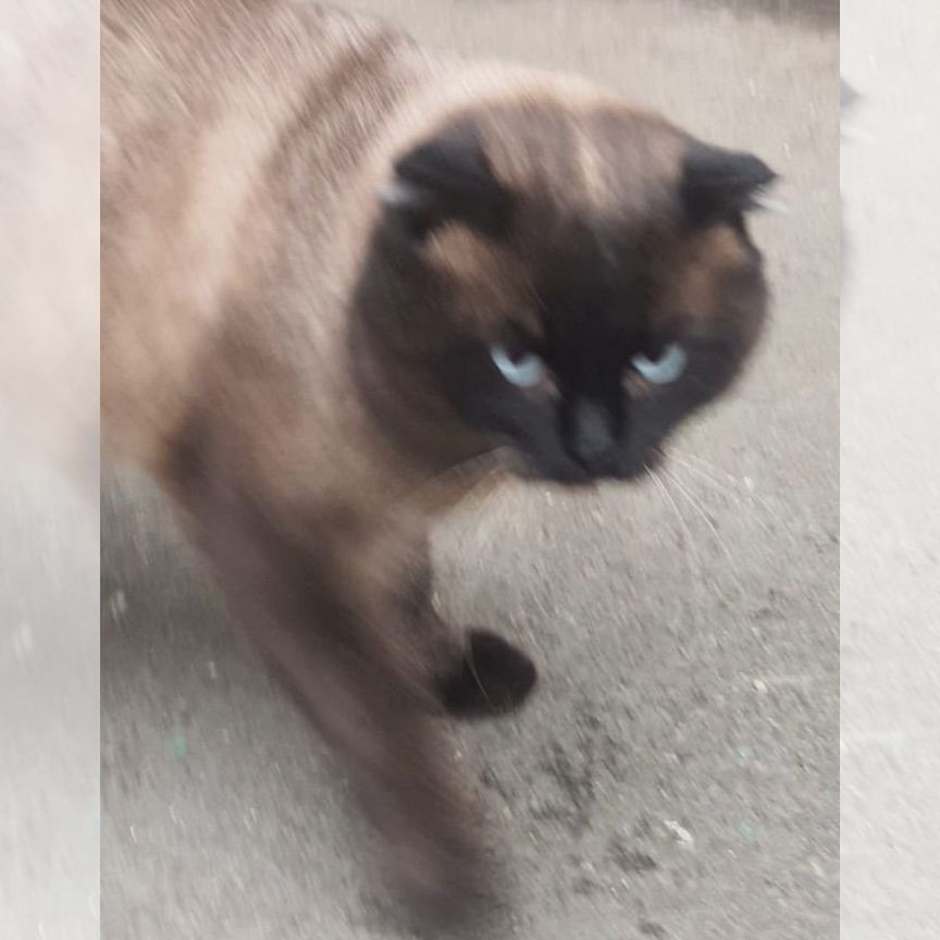 Сиамский кот, взрослый