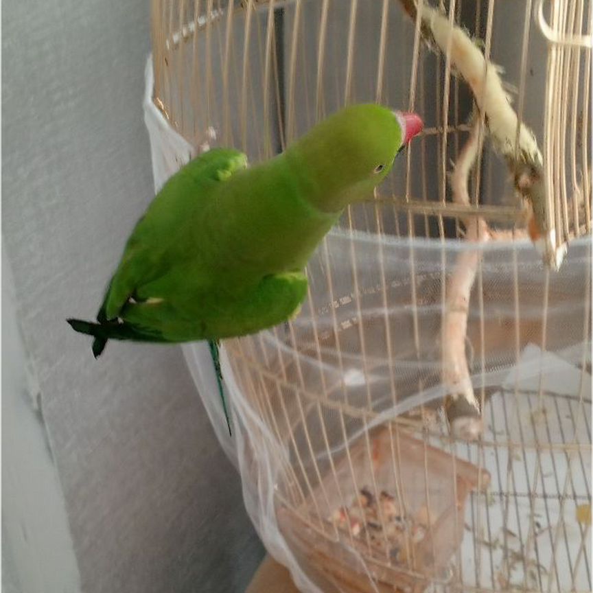 Ожереловый попугай