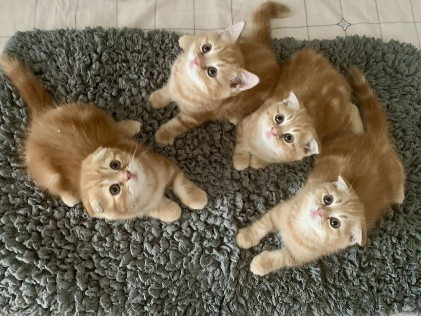 Шотландские котята