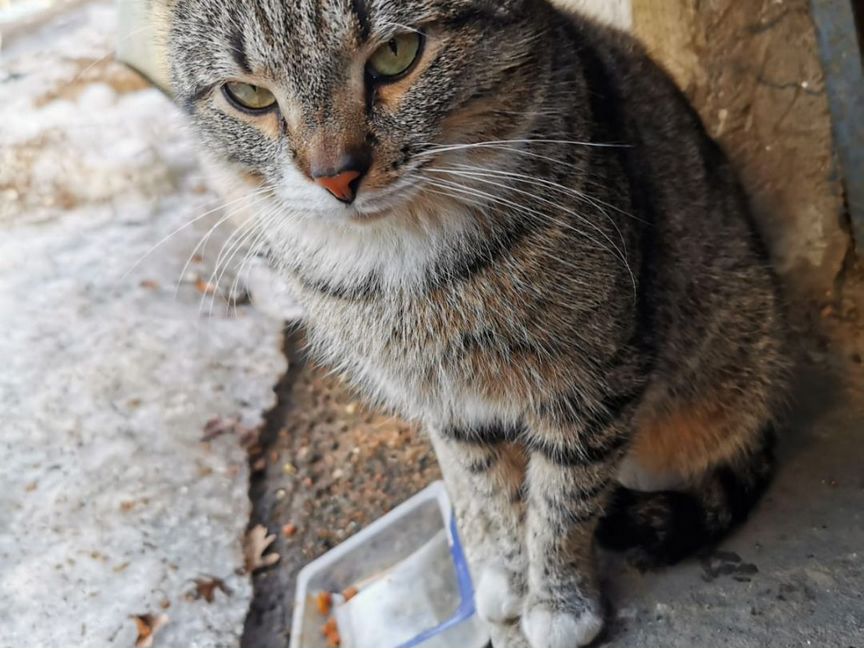 Молодой ласковый котишка выживает на улице