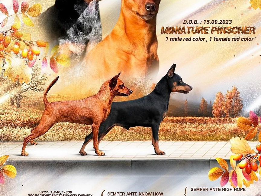 Предлагается кобель породы цвергпинчер
