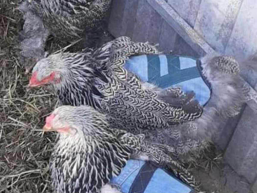 Попона для кур