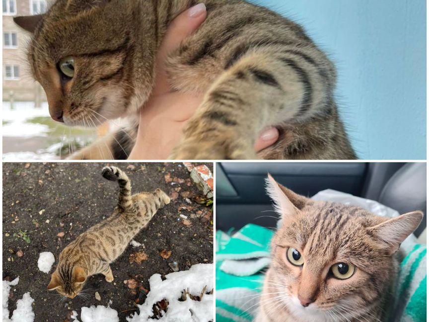 Самая дорогая кошка