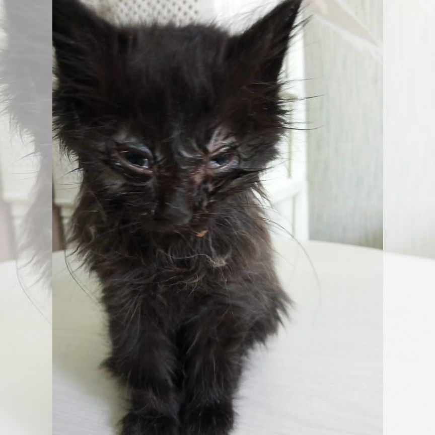 Котам нечего есть в приюте