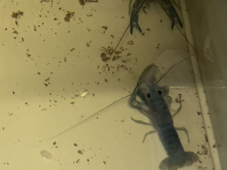 Мальки австралийского рака