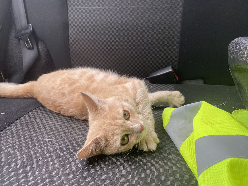 Котик в добрые руки