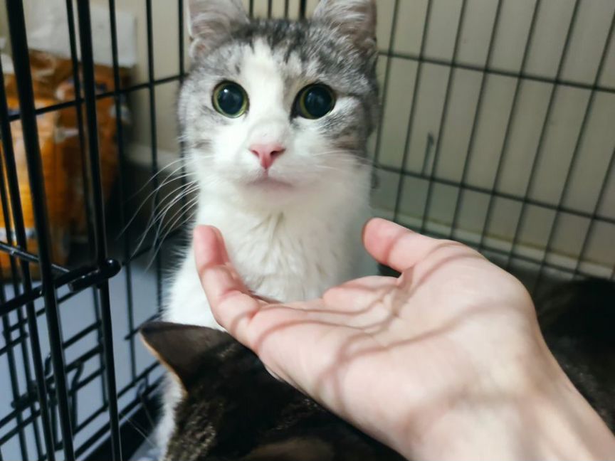 Котик Честер ищет дом
