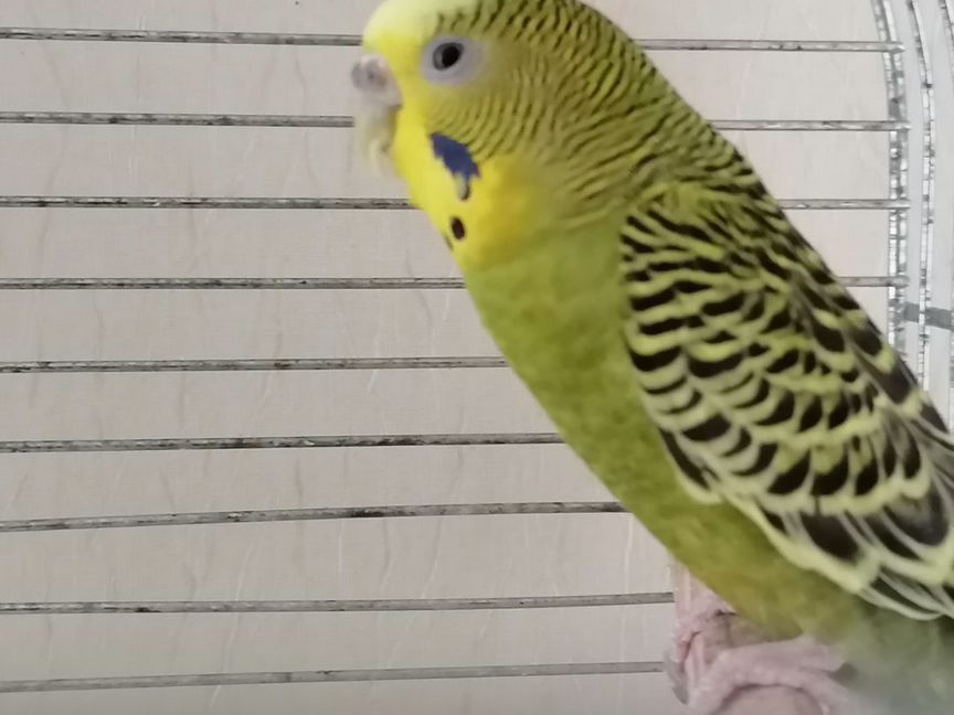Волнистый попугай с клеткой