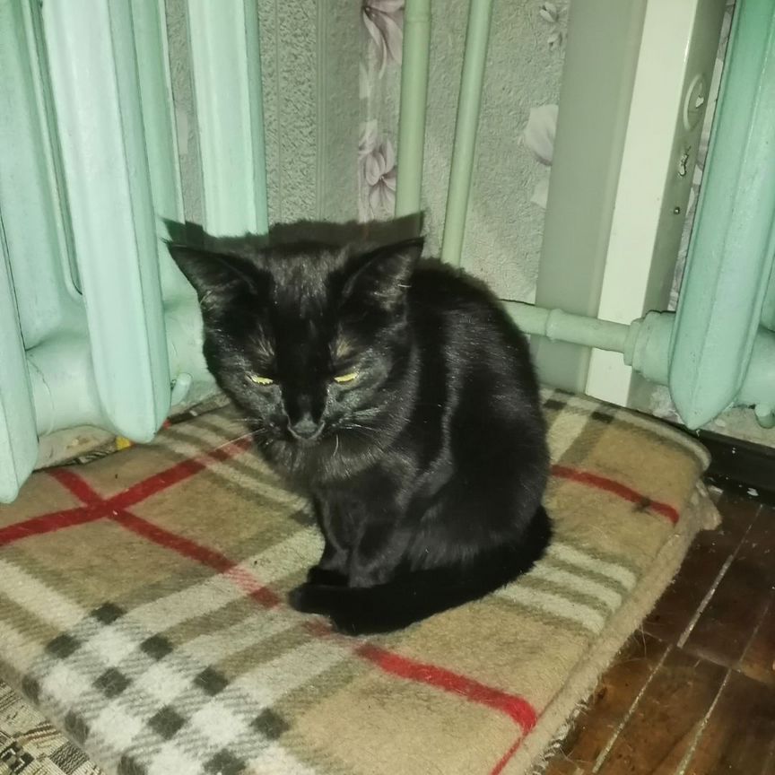 Черная кошка