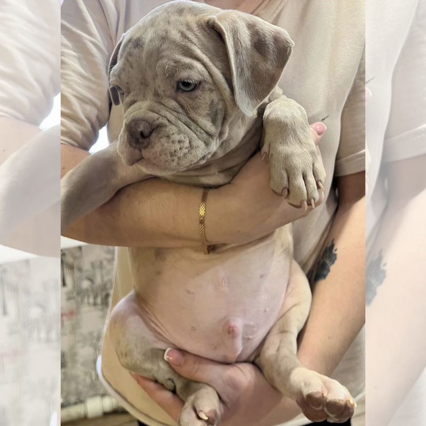 Американский булли, щенок