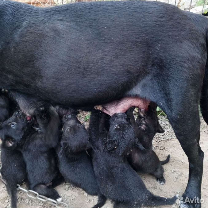 Милейшие колобочки в добрые руки