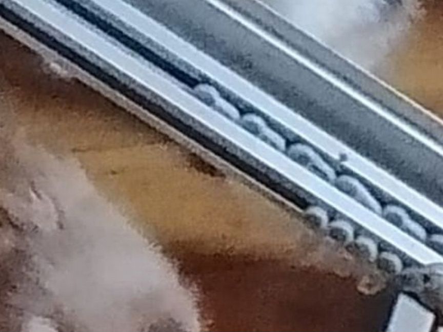 Котята от шикарной крысыловки