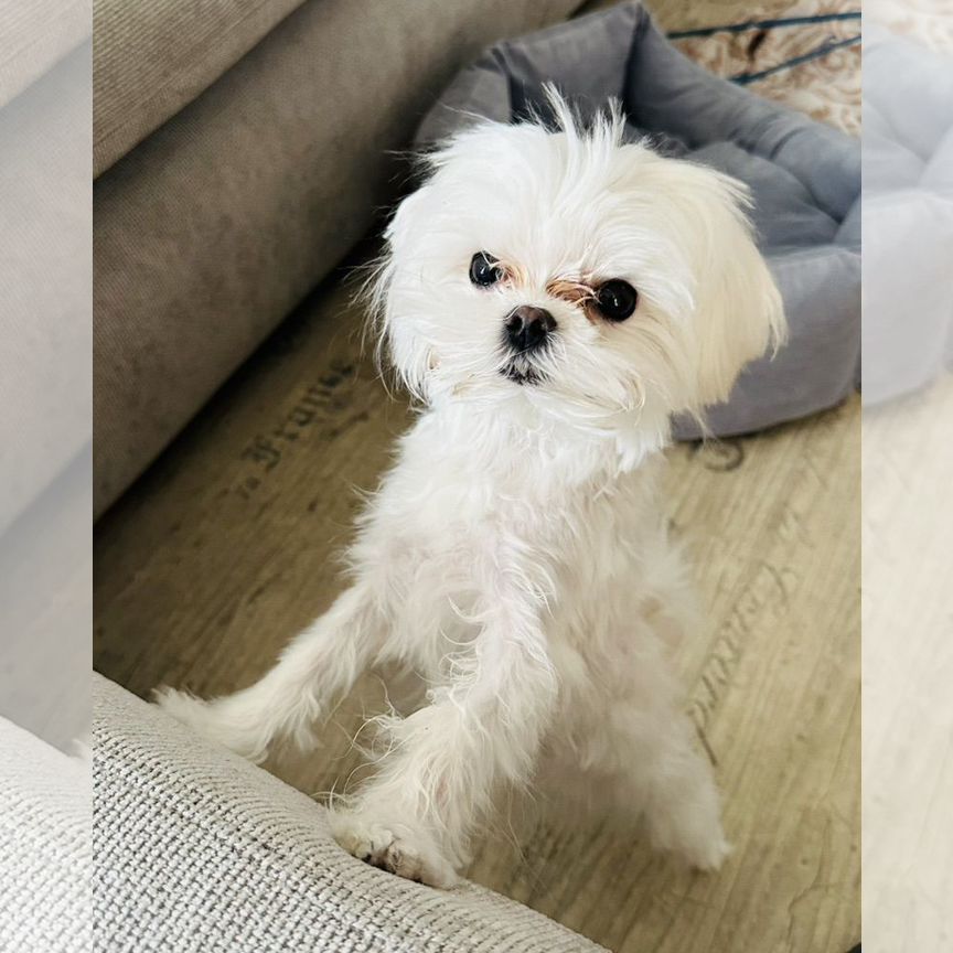 Мальтийская болонка, щенок