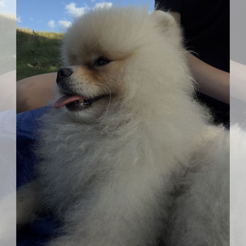 Померанский шпиц, взрослый пёс