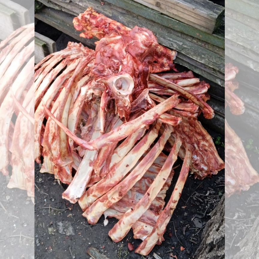 Кости для собак говяжьи