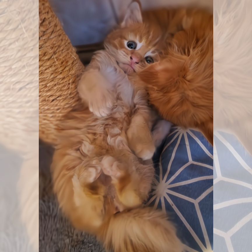 Мейн-кун котёнок