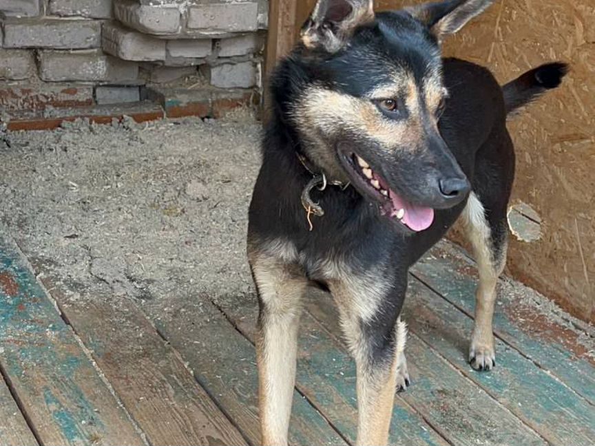 Рада ищет дом