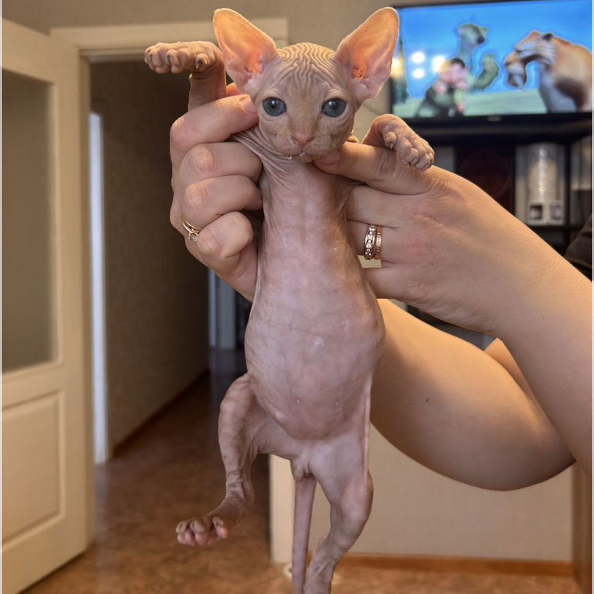 Канадский сфинкс котёнок