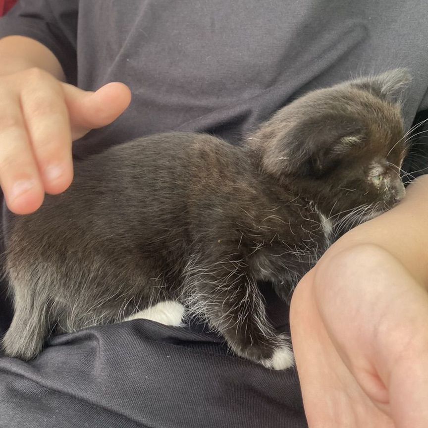 Котёнок в добрые руки