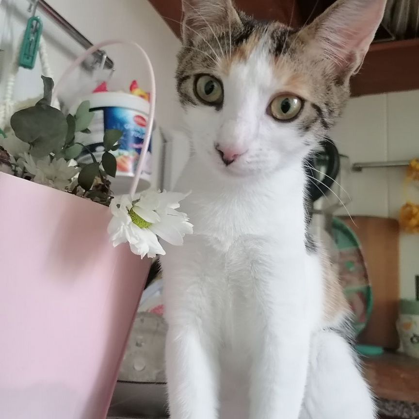 Кошка 6.5 месяцев