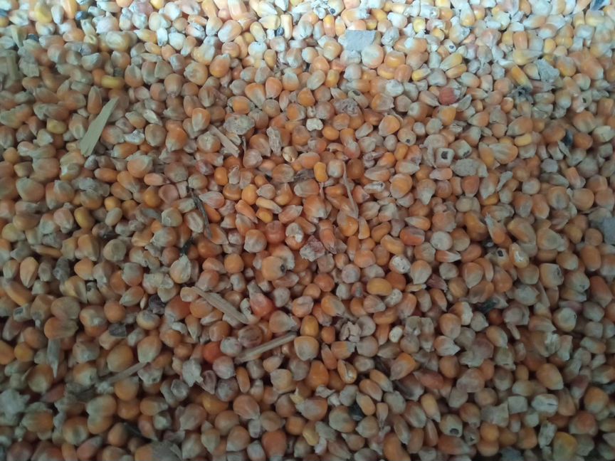 Кукуруза, урожай 2023 год с ндс от 20 тонн