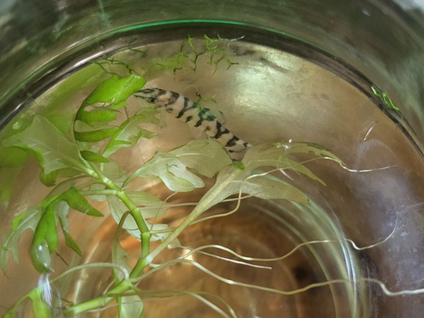 Боции аквариумные рыбки