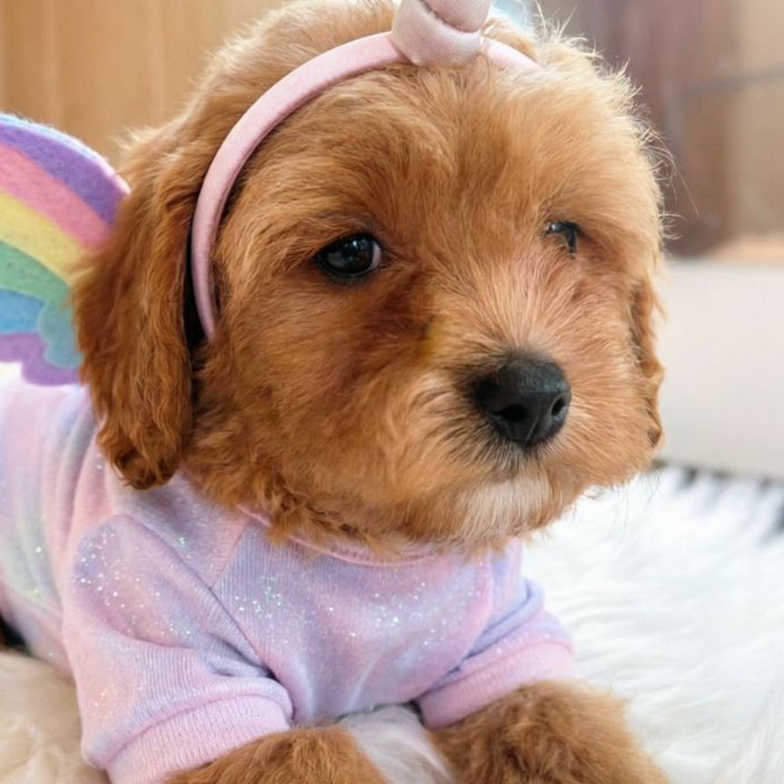 Кавапу, щенок