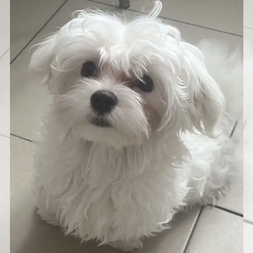 Мальтийская болонка, щенок