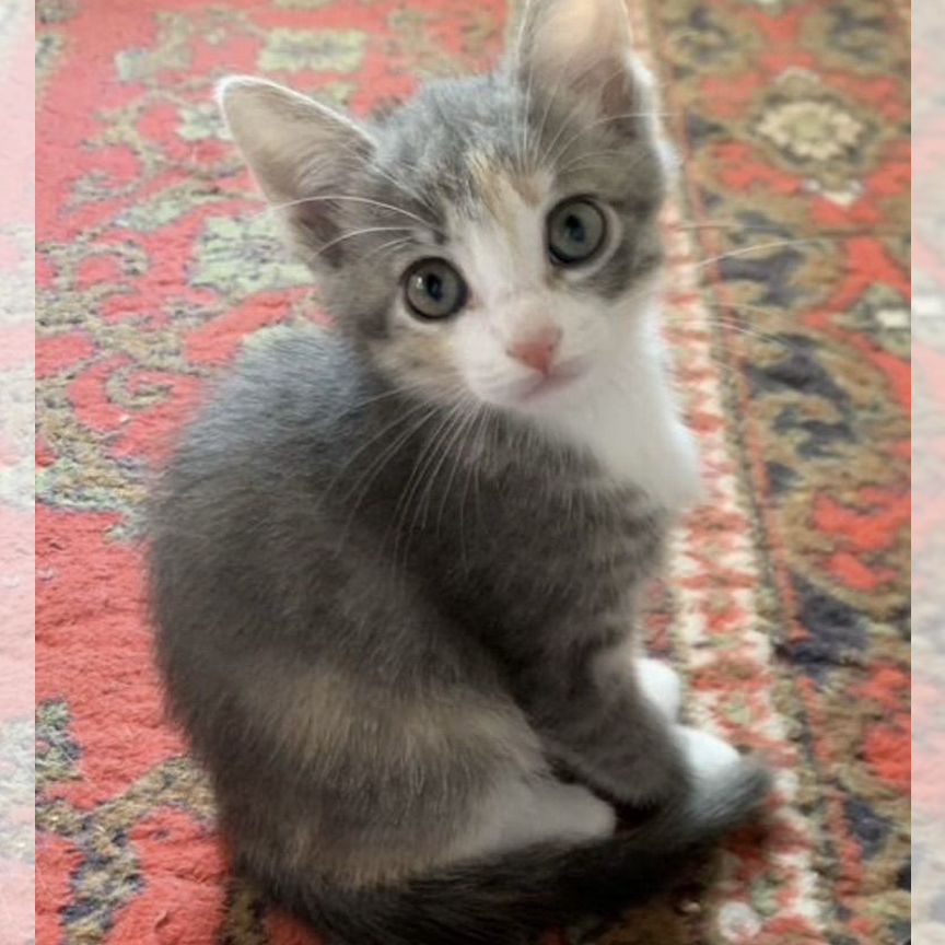 Котенок в добрые руки бесплатно
