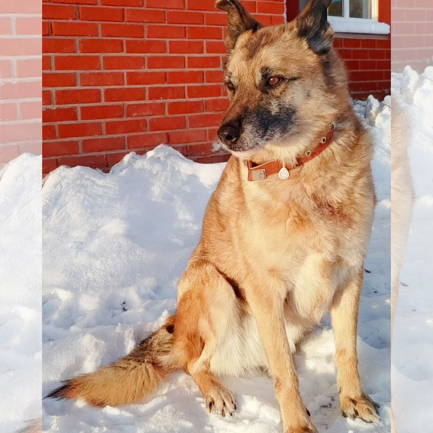 Взрослая собака в добрые руки