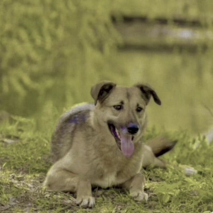 Взрослая собака в добрые руки
