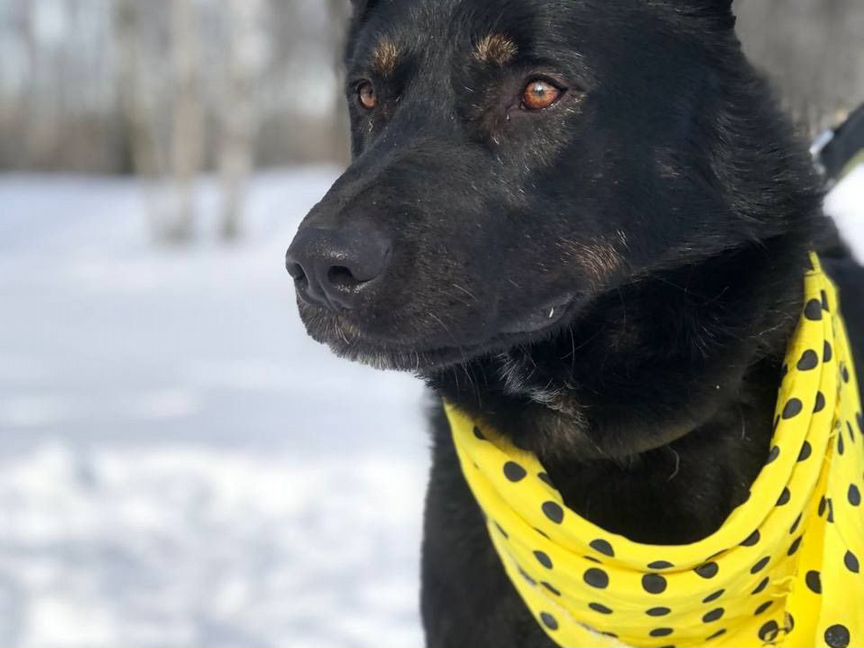 Добряк Снупи ищет родителей