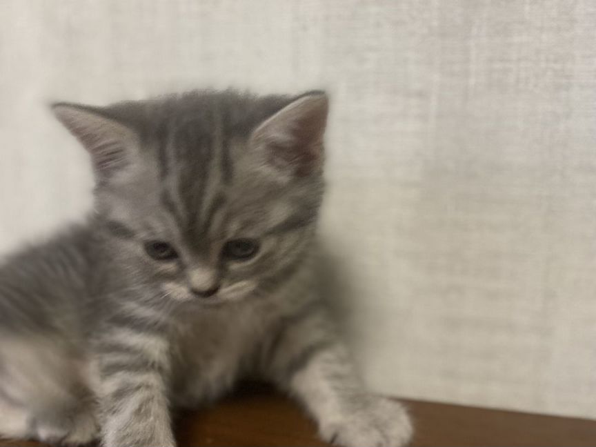 Котенок девочка, британка