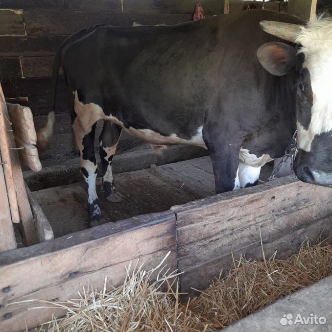 Быки одному год 4 мемяца.другому 4 месяца