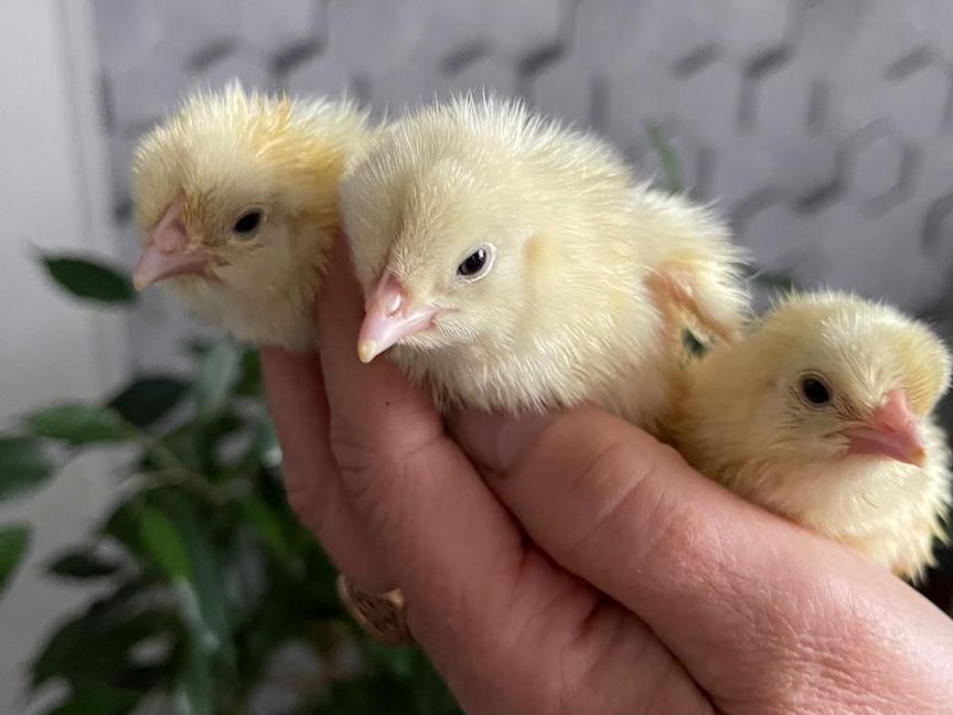Цыплята суточные