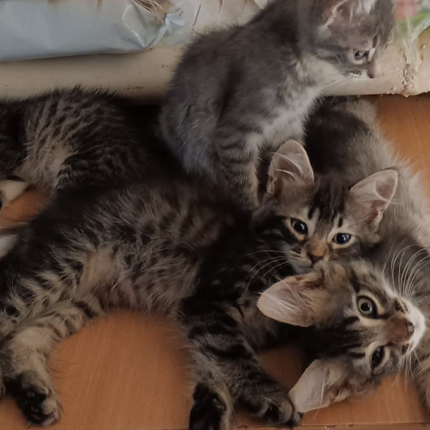 Кошки