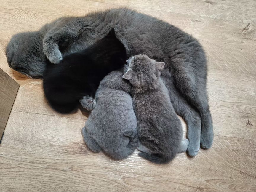 Британские котята