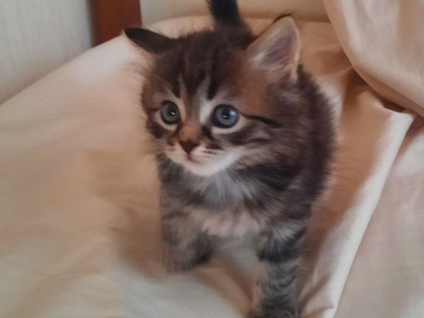 Котята