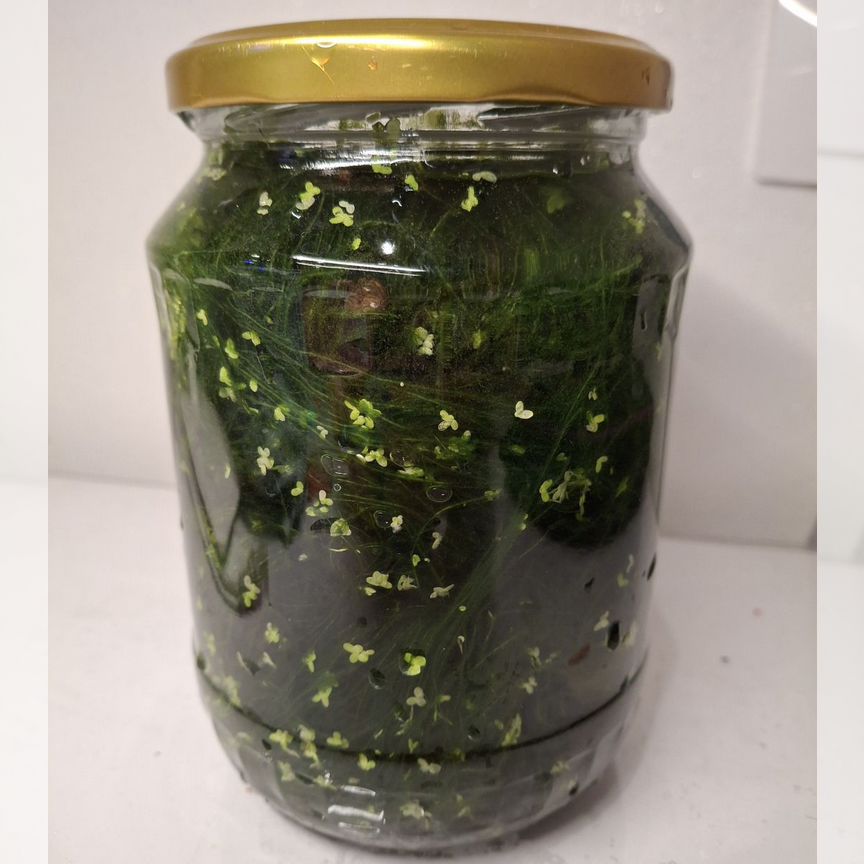 Яванский мох