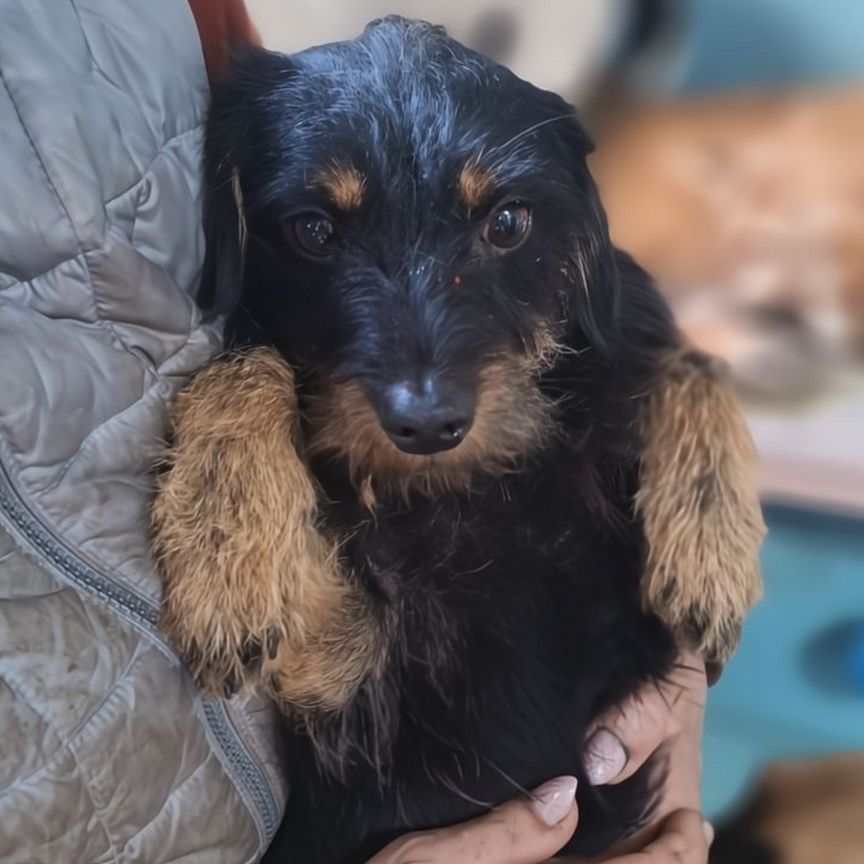 Взрослый пёс в добрые руки