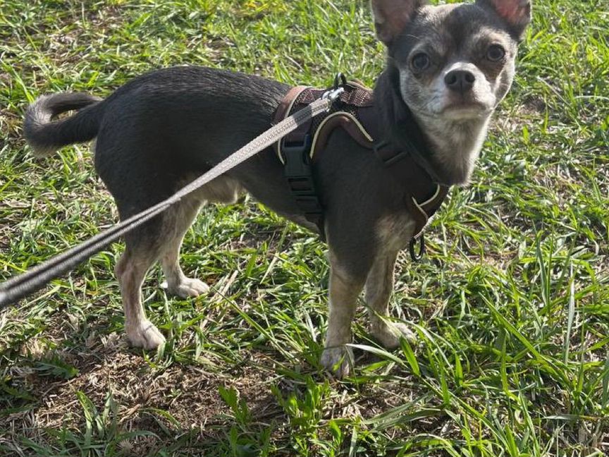 Вязка кобель чихуахуа