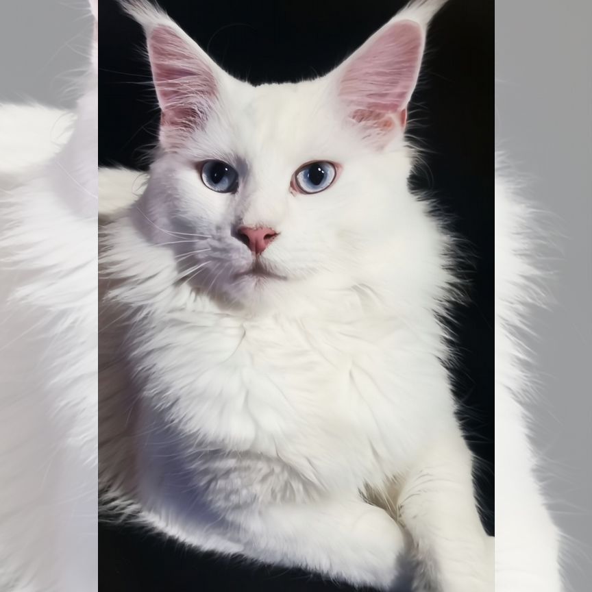 Мейн-кун, кот вязка