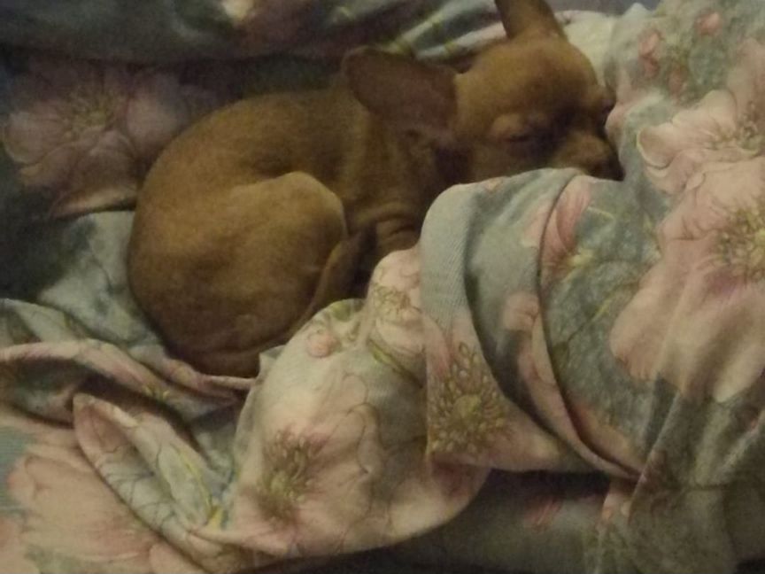 Вязка чихуахуа девочка ищем кобеля