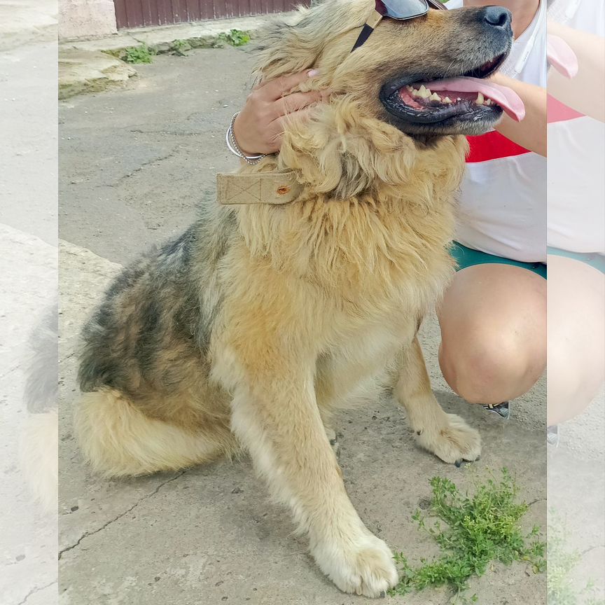 Отдам в добрые руки