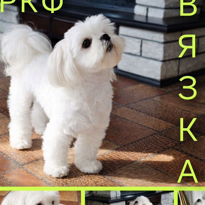 Мальтийская болонка, взрослый пёс