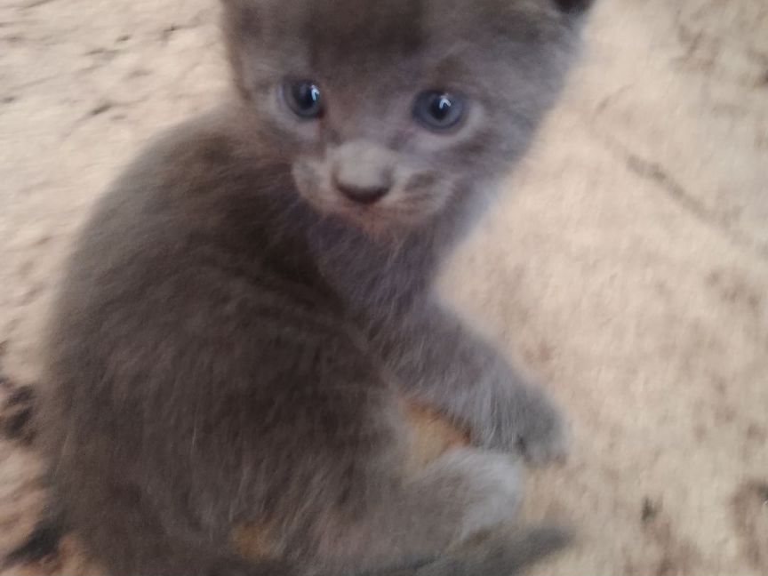 Котята мальчики