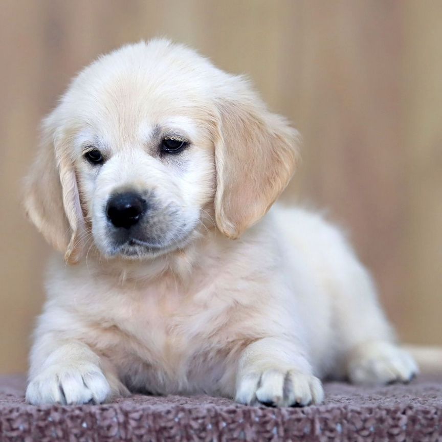 Золотистый ретривер, щенок